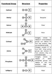 6.2. Functional Groups – BIO130: Introduction to Physiology