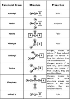 6.2. Functional Groups – BIO130: Introduction to Physiology